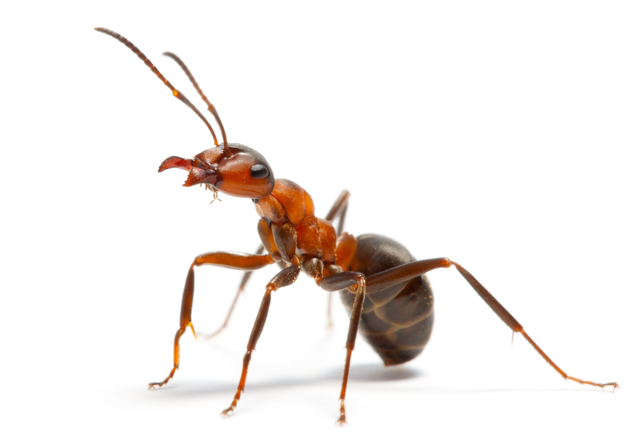 Ants Go Marching: Fun Facts About How Ants Navigate Ants Go Marching: Fun Facts About How Ants Navigate